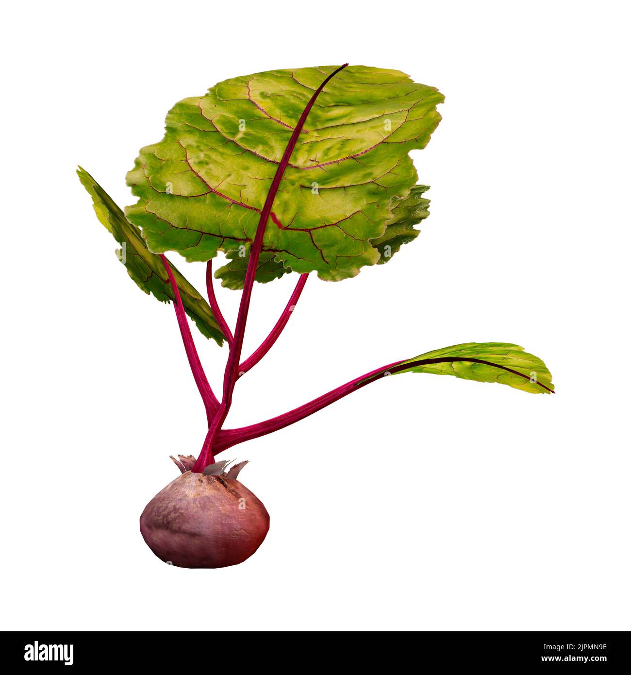 3D rendering of a single beet plant isolated on white background Stock ...