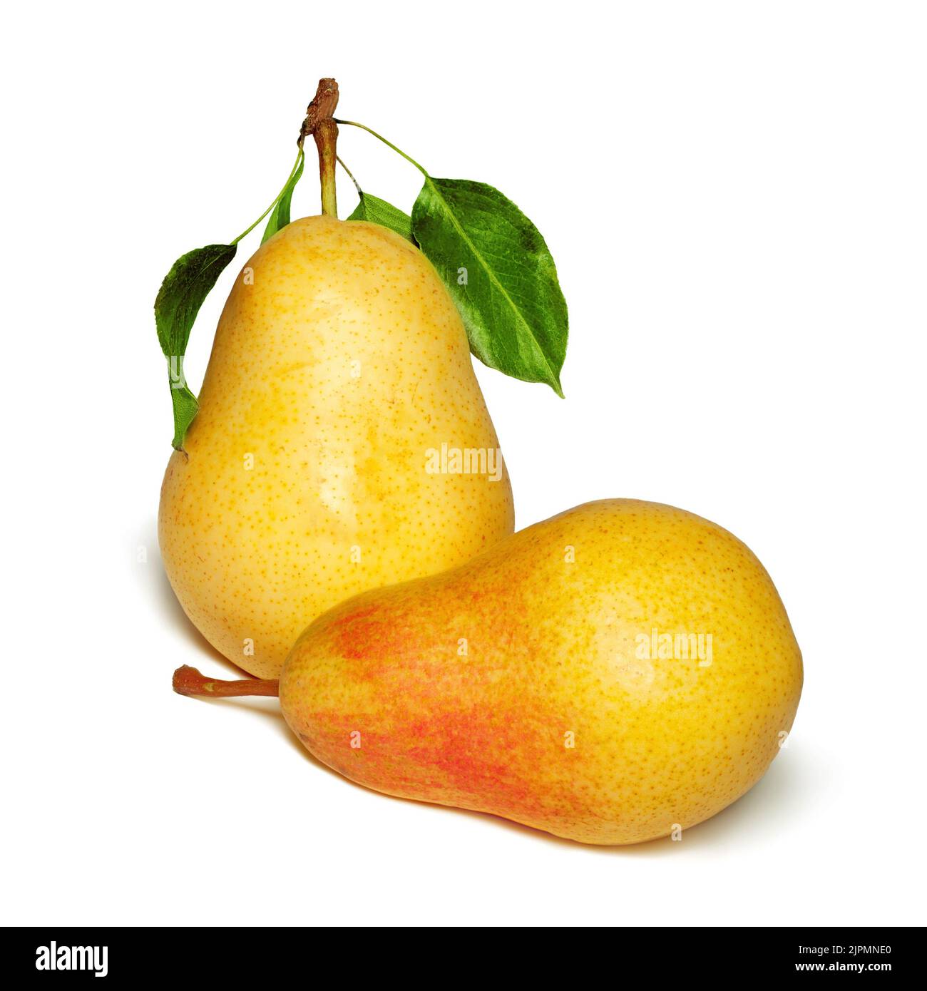 Two yellow ripe pears isolated on white background. Dessert for cooking ...