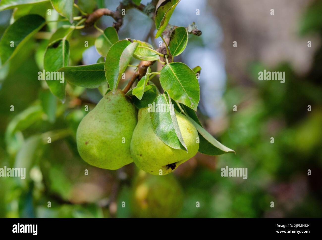 Pear tree branch leaves two hi-res stock photography and images - Alamy