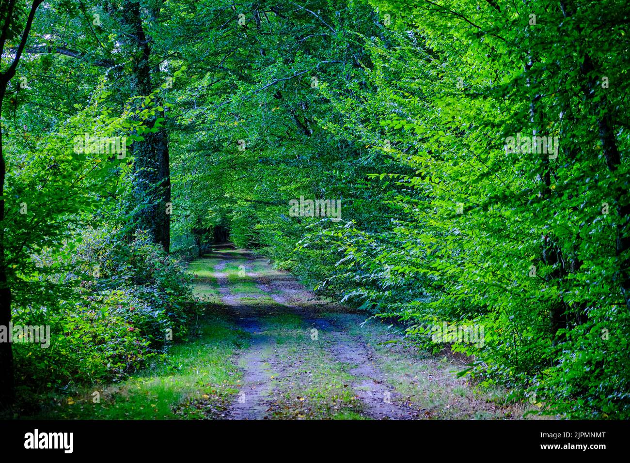 France, Loir-et-Cher (41), Sologne, Millançay, the forest of Bruadan ...