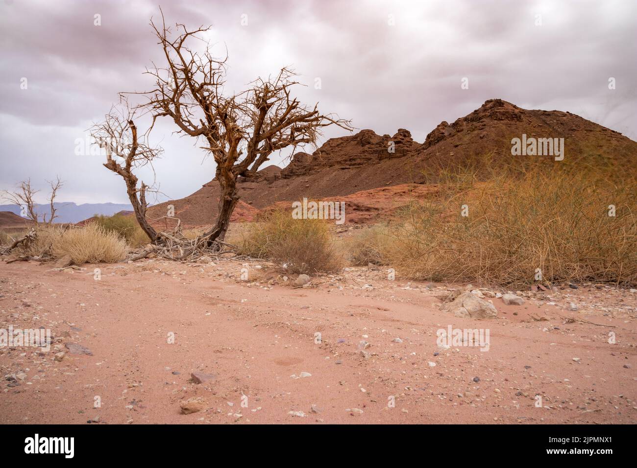 Israel landscape desert tree hi-res stock photography and images - Alamy
