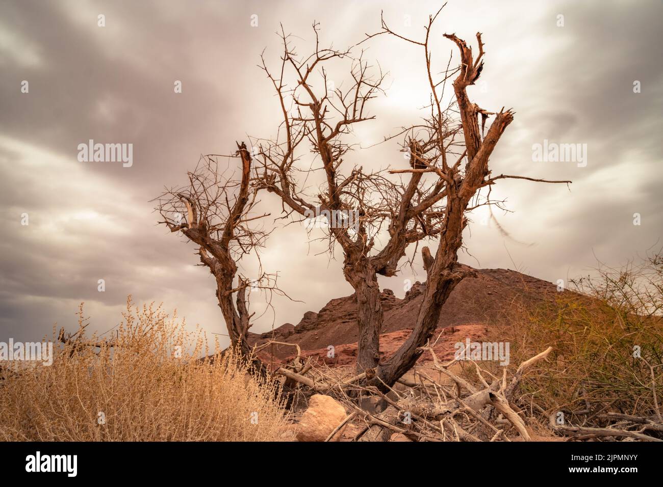 Israel landscape desert tree hi-res stock photography and images - Alamy