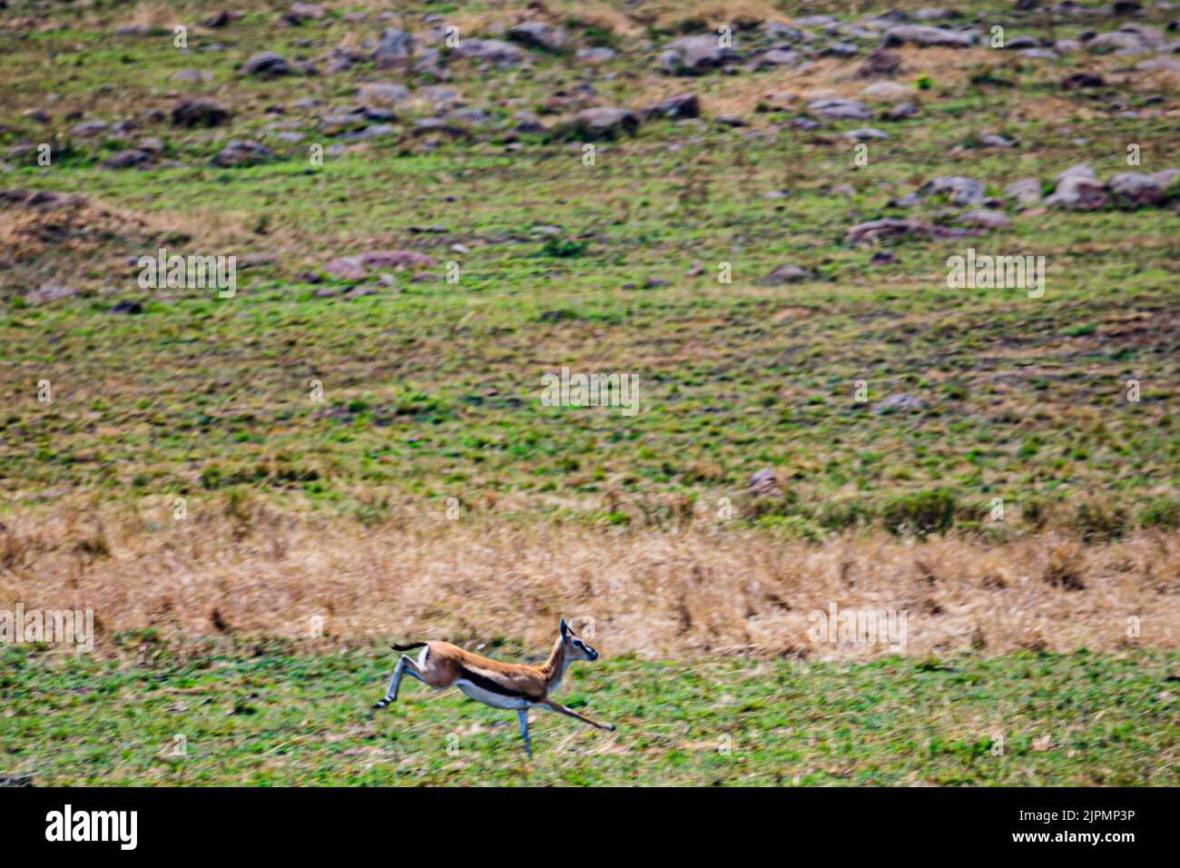 Thomson's gazelle is one of the best known species of gazelles. It is ...