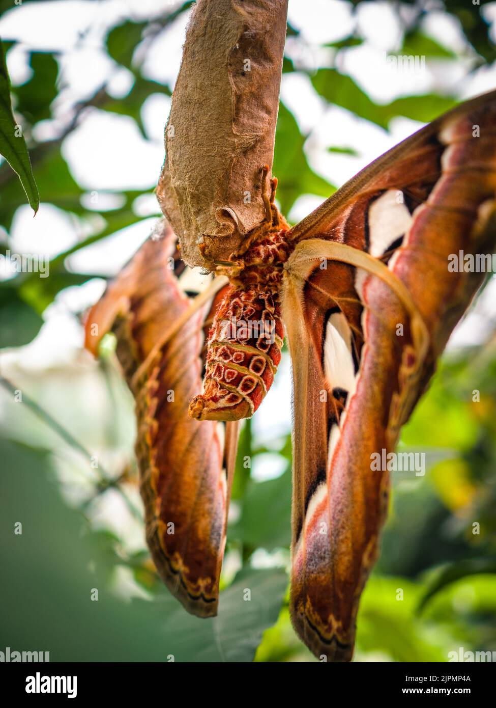 Attacus atlas large saturniid moth hi-res stock photography and images ...