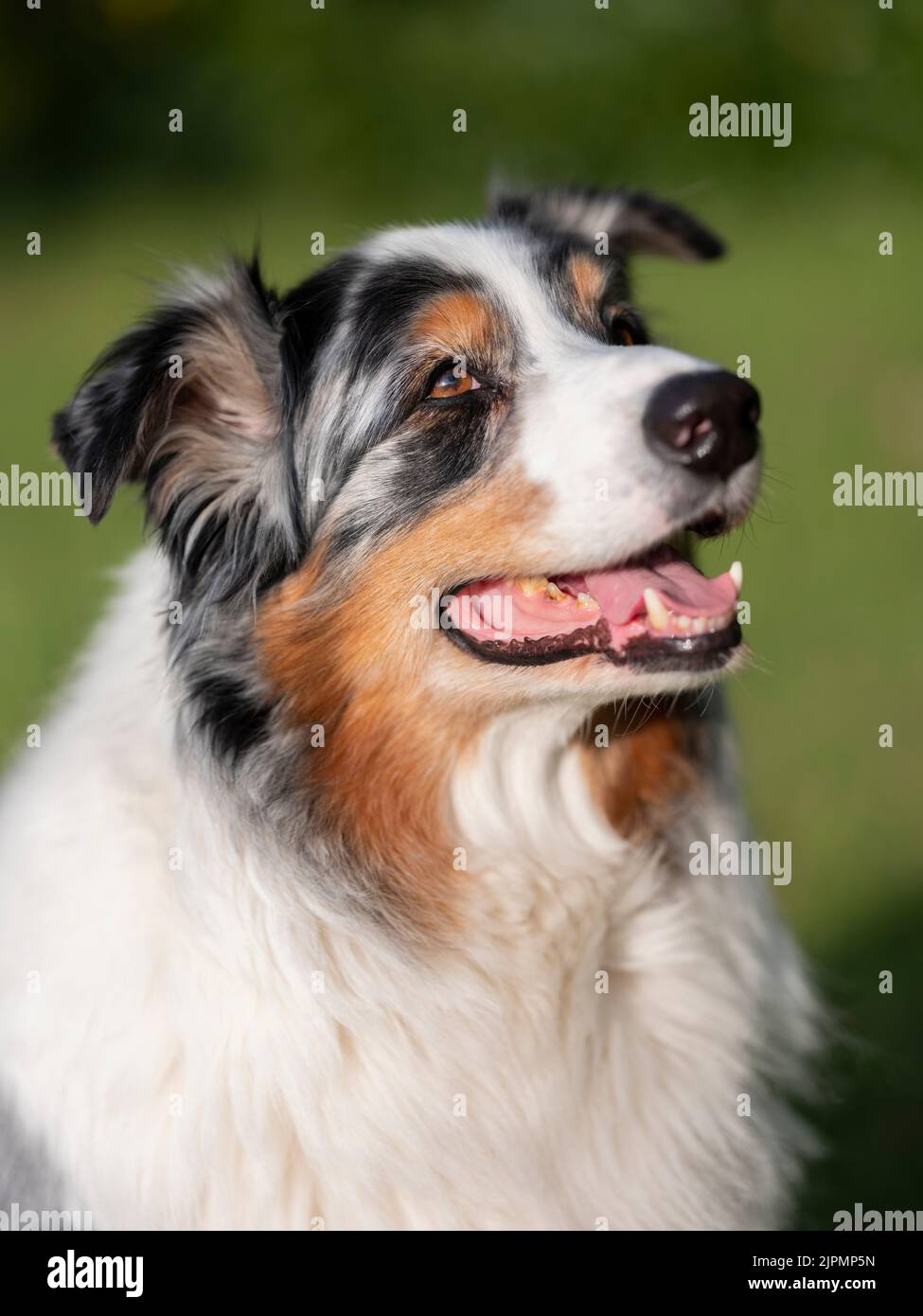 Head and Shoulders portrait of an Australian Shepherd Dog Stock Photo ...