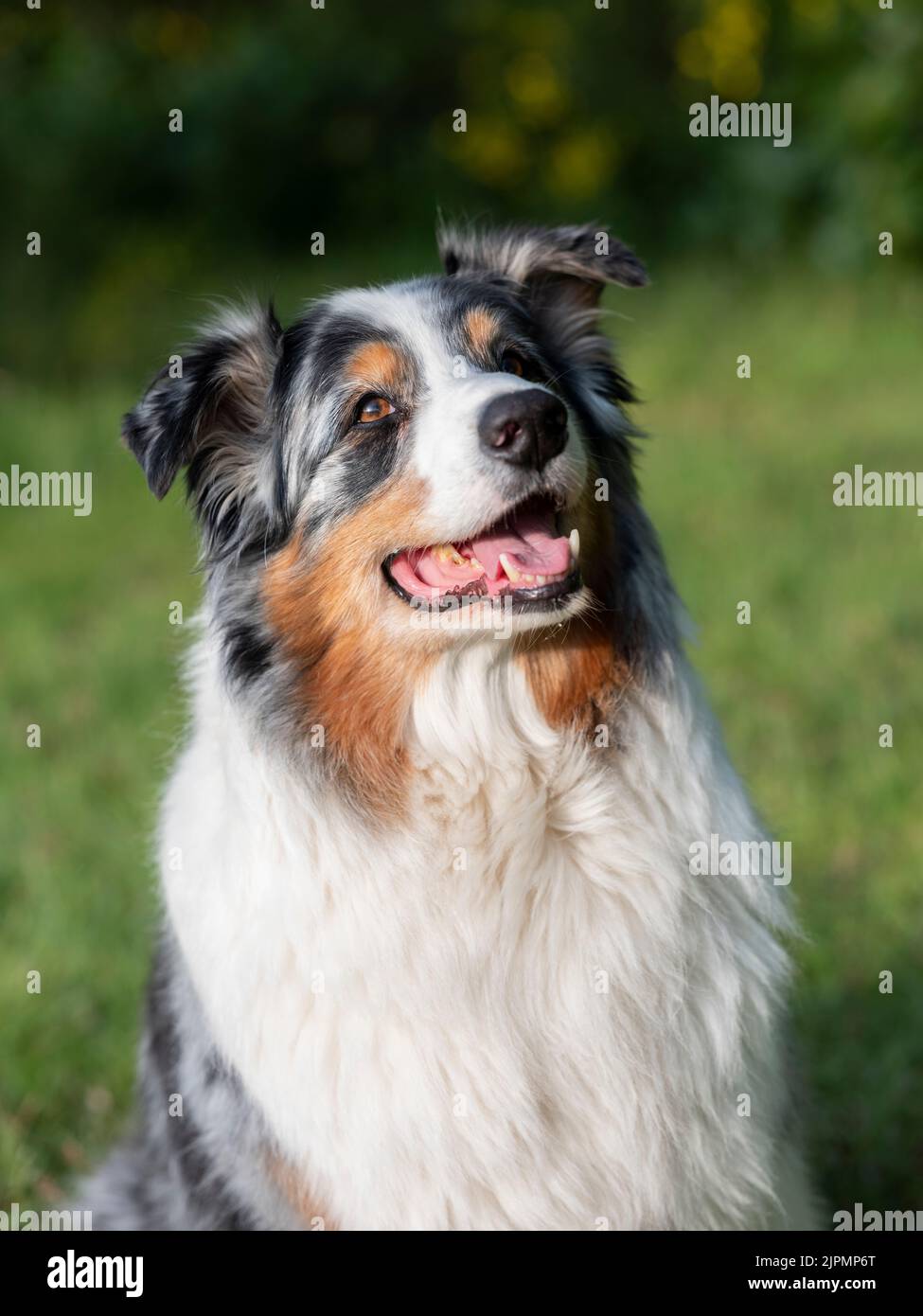 Blue merle tri colour australian shepherd hi-res stock photography and ...