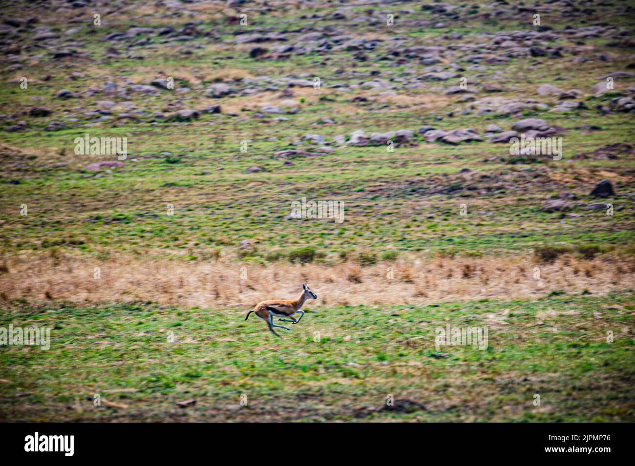 Thomson's gazelle is one of the best known species of gazelles. It is ...