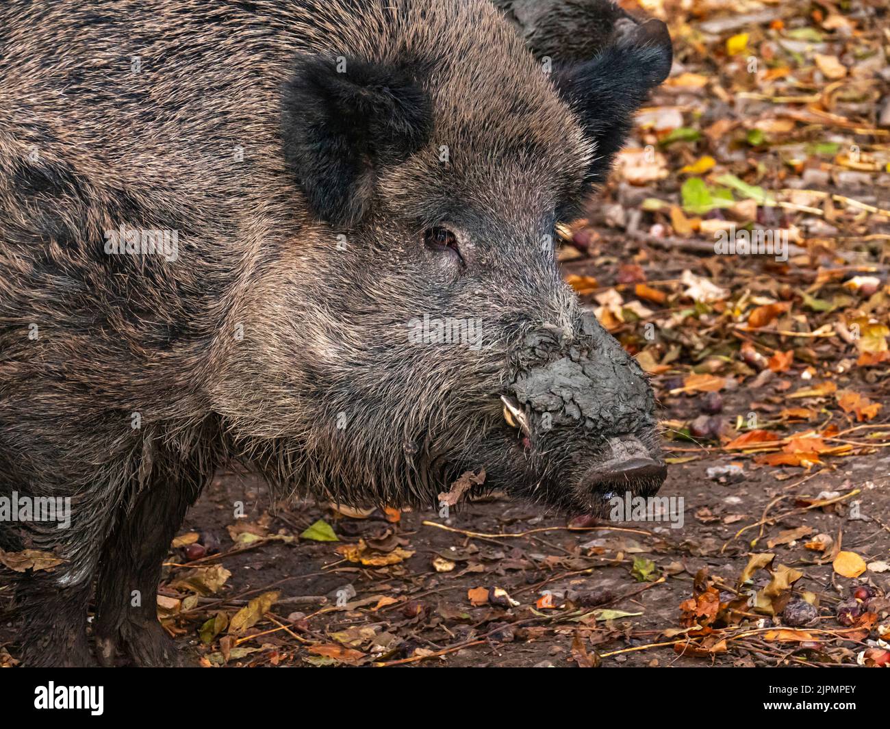 Portrait of the head of an adult wild boar tusker Stock Photo - Alamy