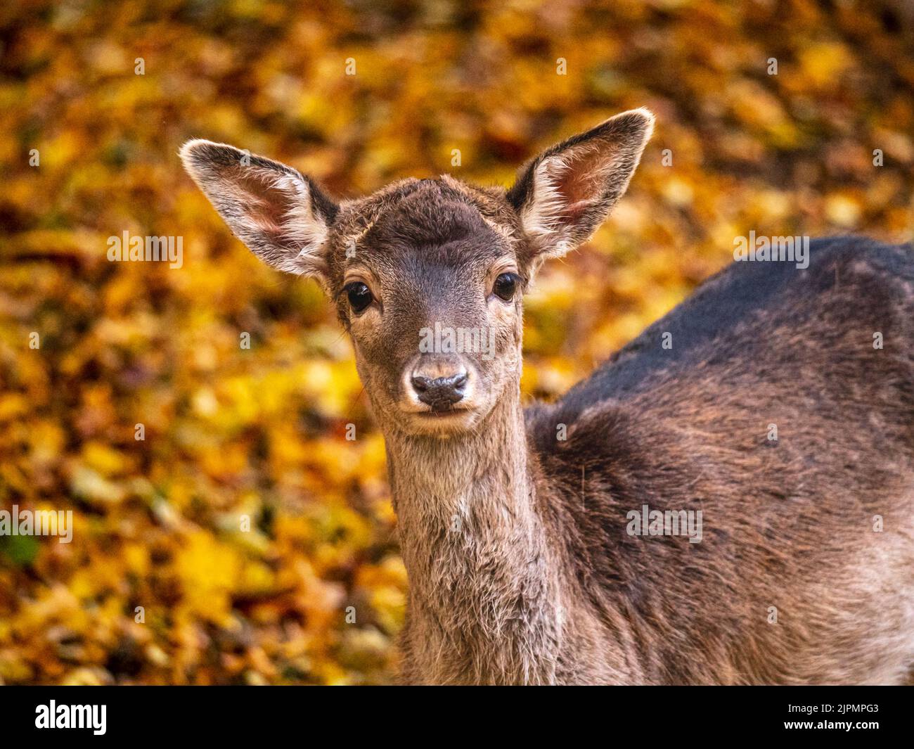 Horizontal daylight outdoors fall foliage hi-res stock photography and ...