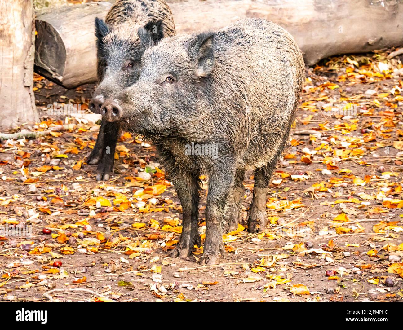 adult wild boar and newcomer in the autumn forest Stock Photo - Alamy