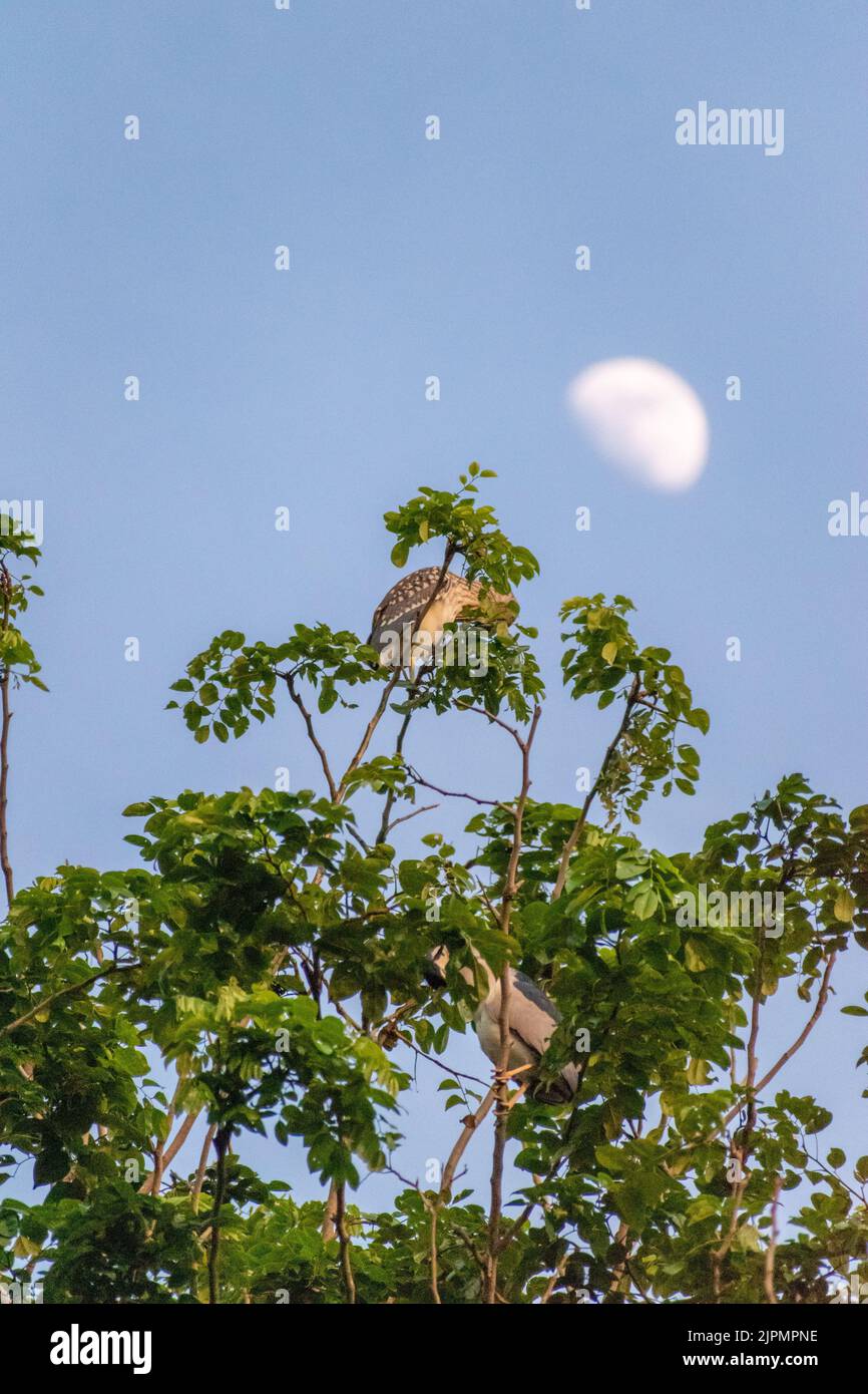 A vertical two herons perched on a green tree Stock Photo - Alamy