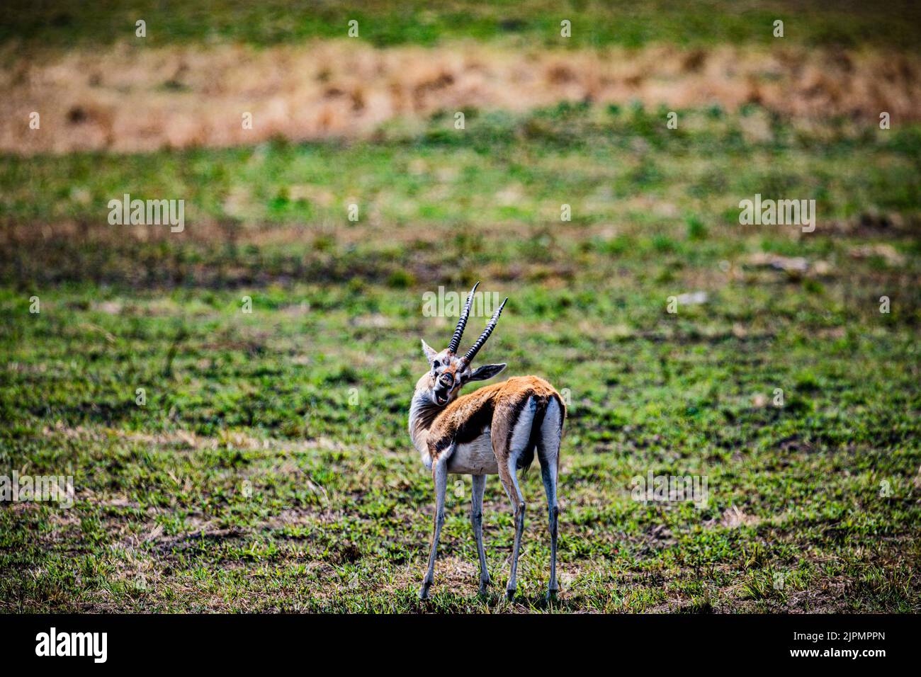 Thomson's gazelle is one of the best known species of gazelles. It is ...