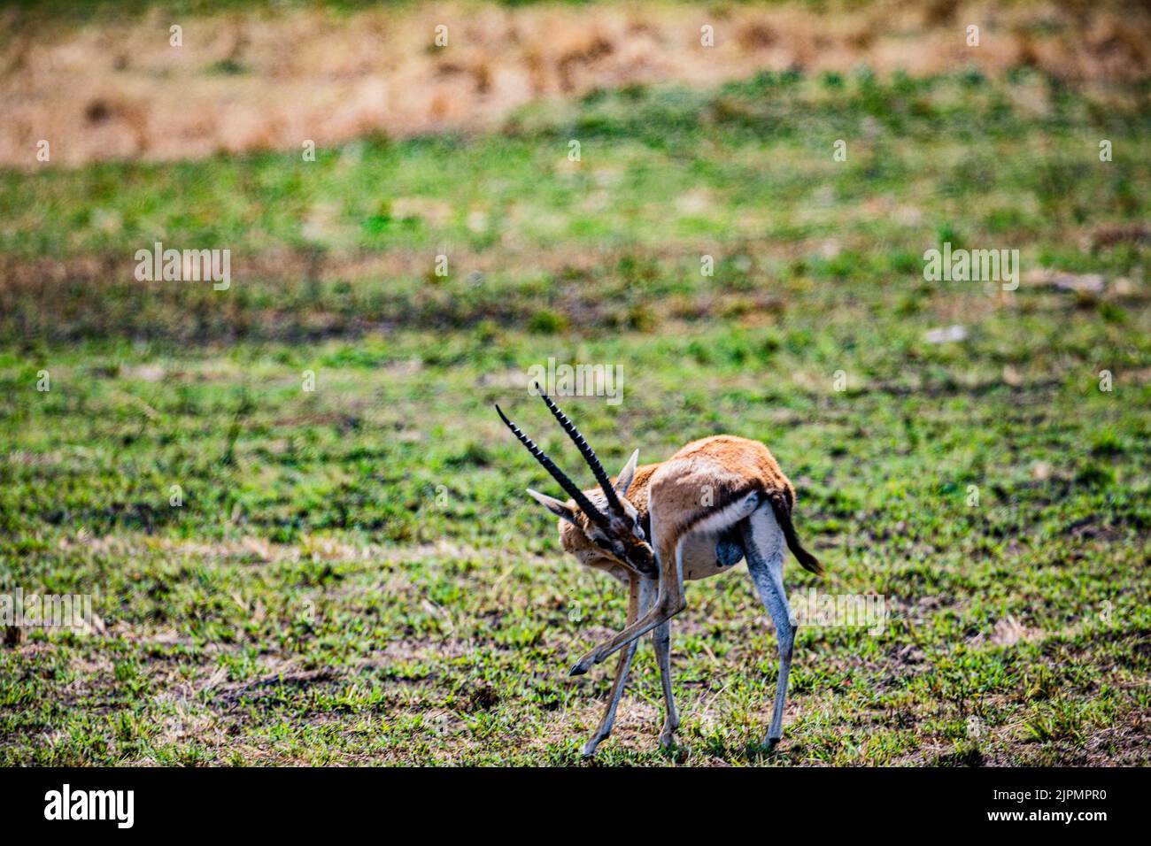 Thomson's gazelle is one of the best known species of gazelles. It is ...
