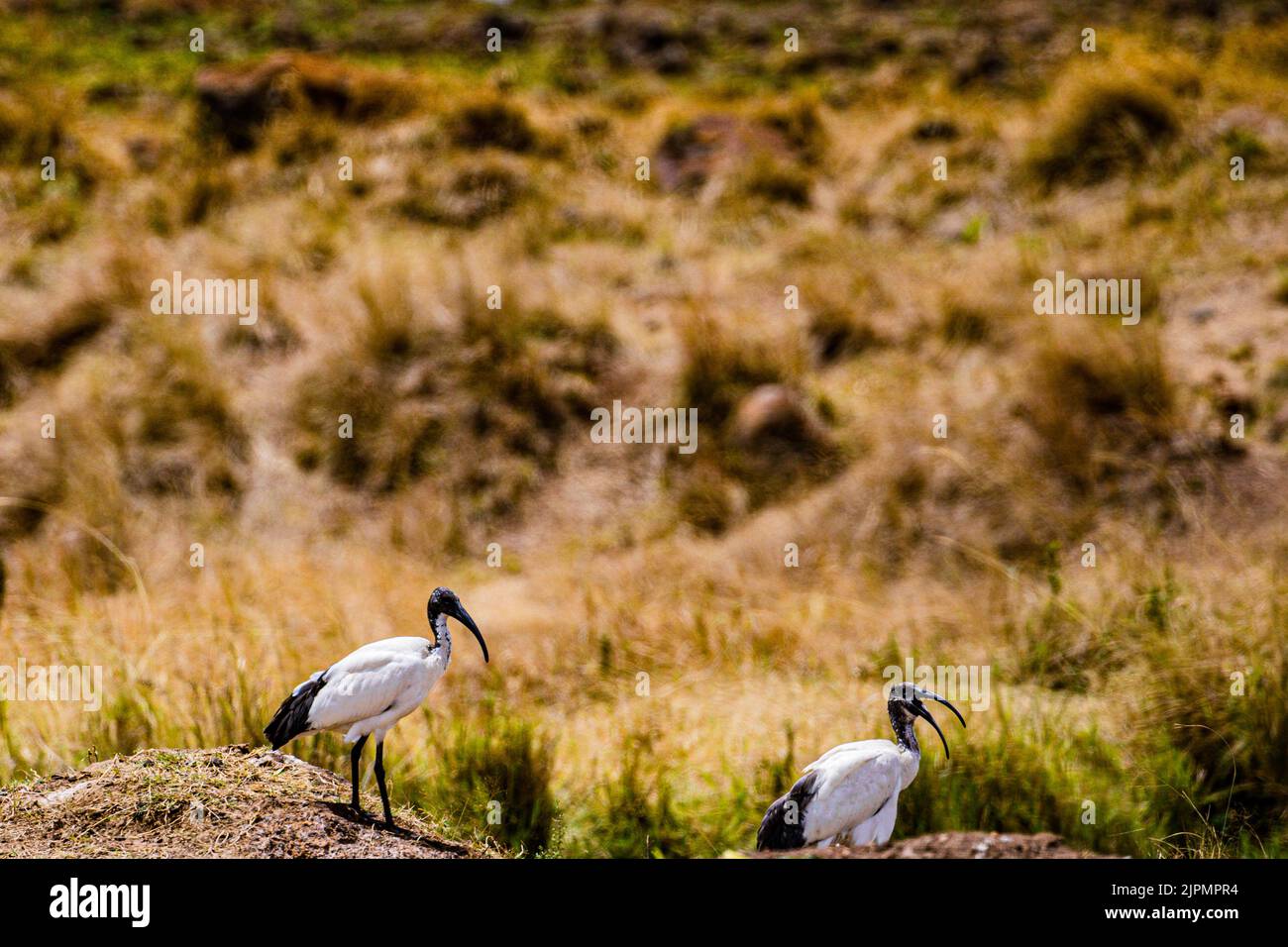 African sacred ibis The Sacred Ibis is widespread and common in Africa ...