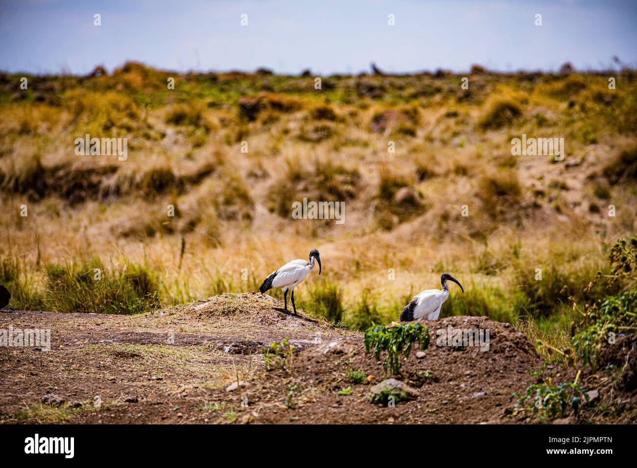 African sacred ibis The Sacred Ibis is widespread and common in Africa ...