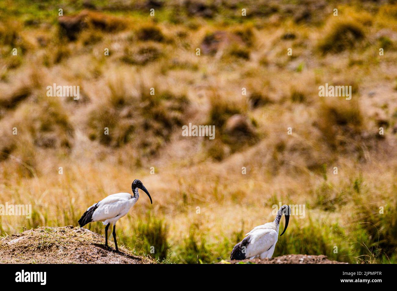 African sacred ibis The Sacred Ibis is widespread and common in Africa ...