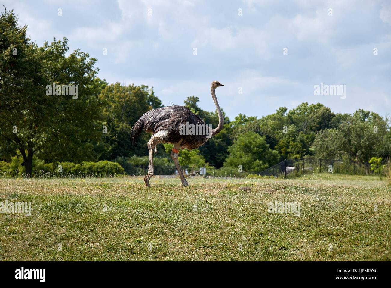 The common ostrich (Struthio camelus), or simply ostrich Stock Photo ...