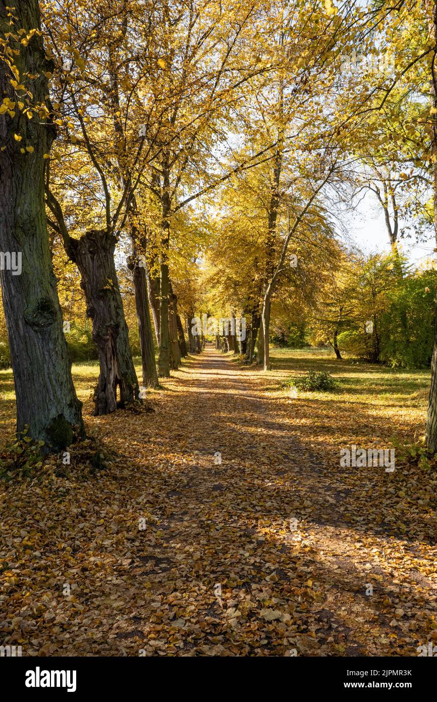 Path dead plants hi-res stock photography and images - Alamy