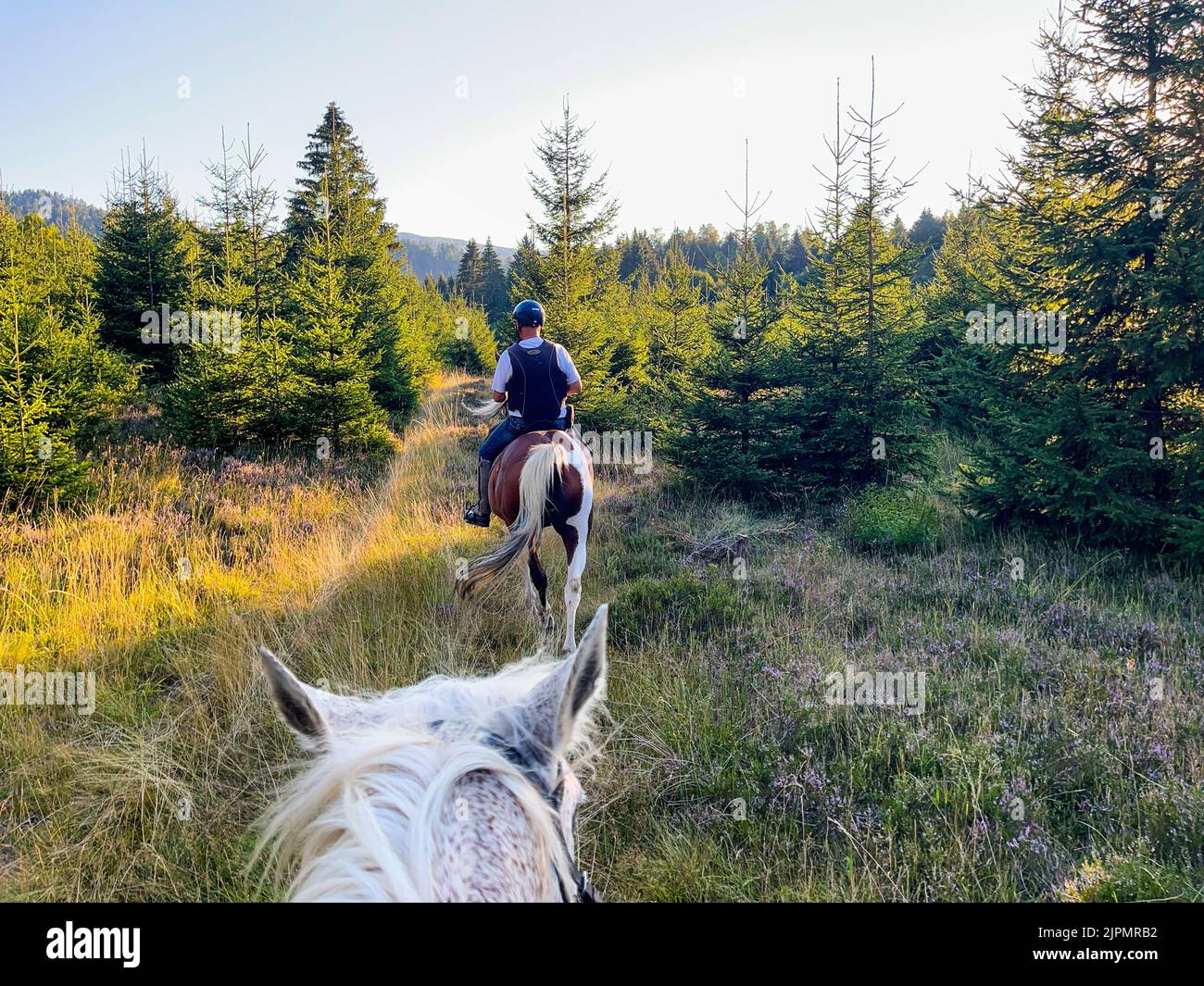Horse riding in forest of Croatia Stock Photo - Alamy