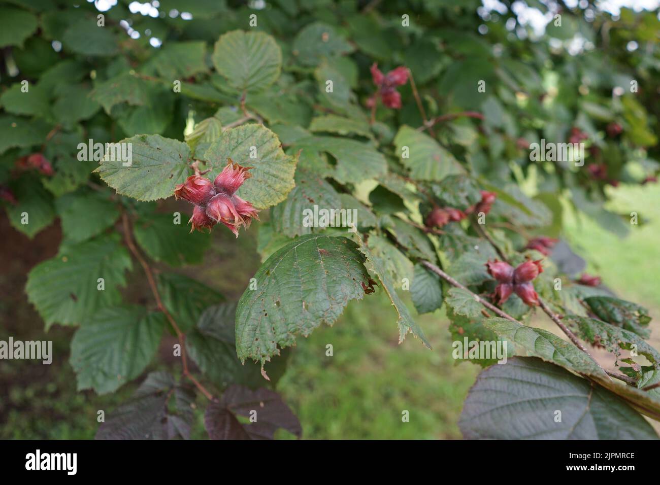 Some fresh soon to be harvested hazelnuts growing on a leafy tree Stock ...
