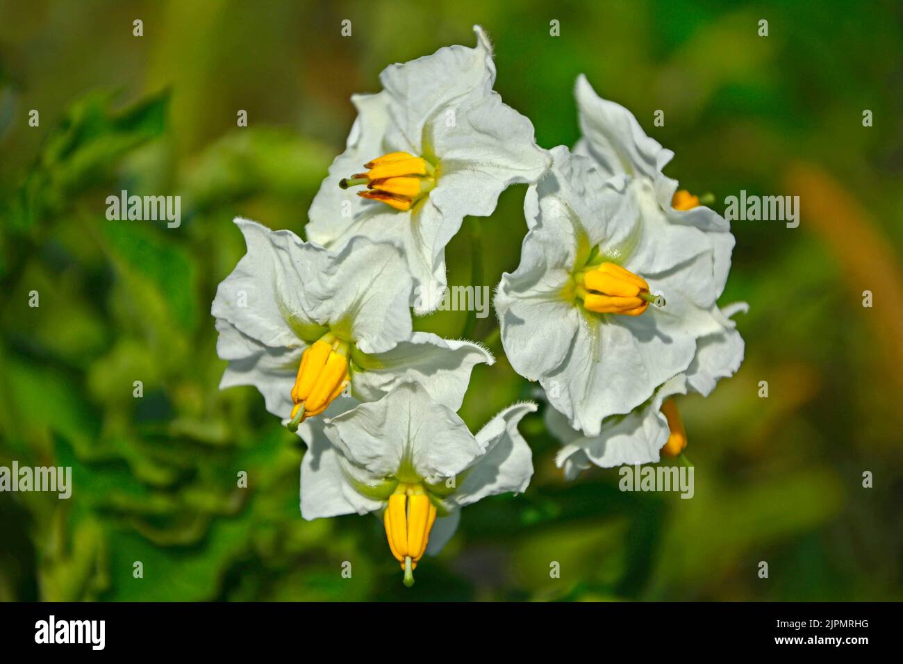 Details flowering potato hi-res stock photography and images - Alamy