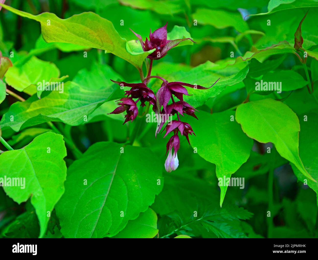 Native himalayas plant hi-res stock photography and images - Alamy