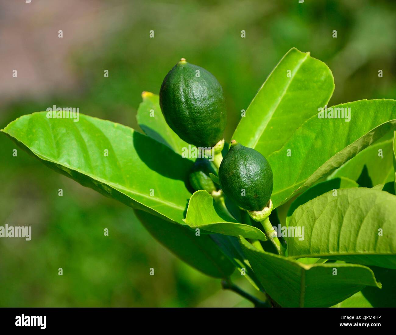 Family rutaceae hi-res stock photography and images - Alamy