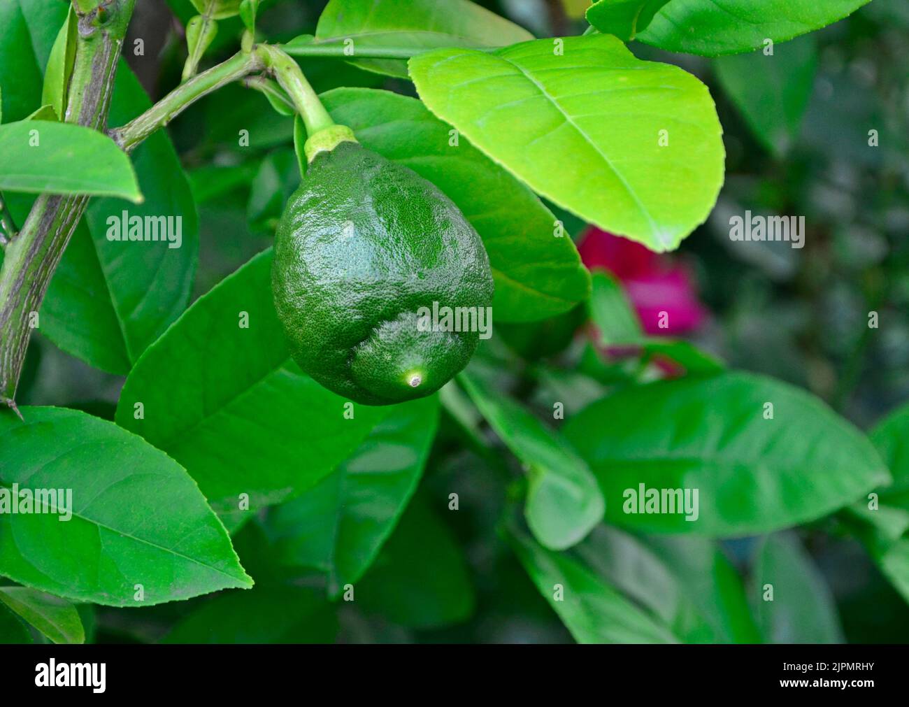 Family rutaceae hi-res stock photography and images - Alamy