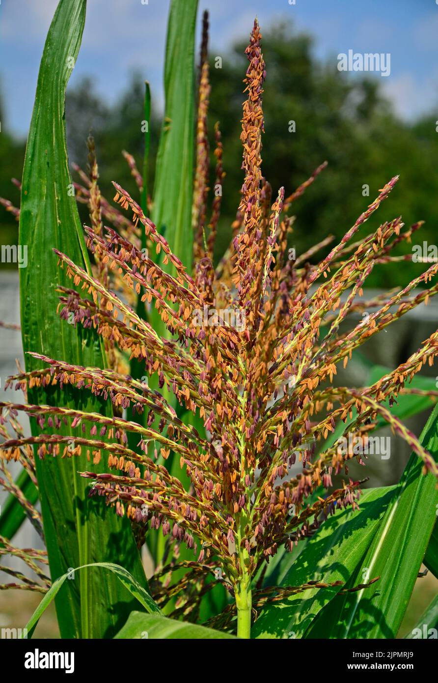 Zea mays flowers hi-res stock photography and images - Alamy