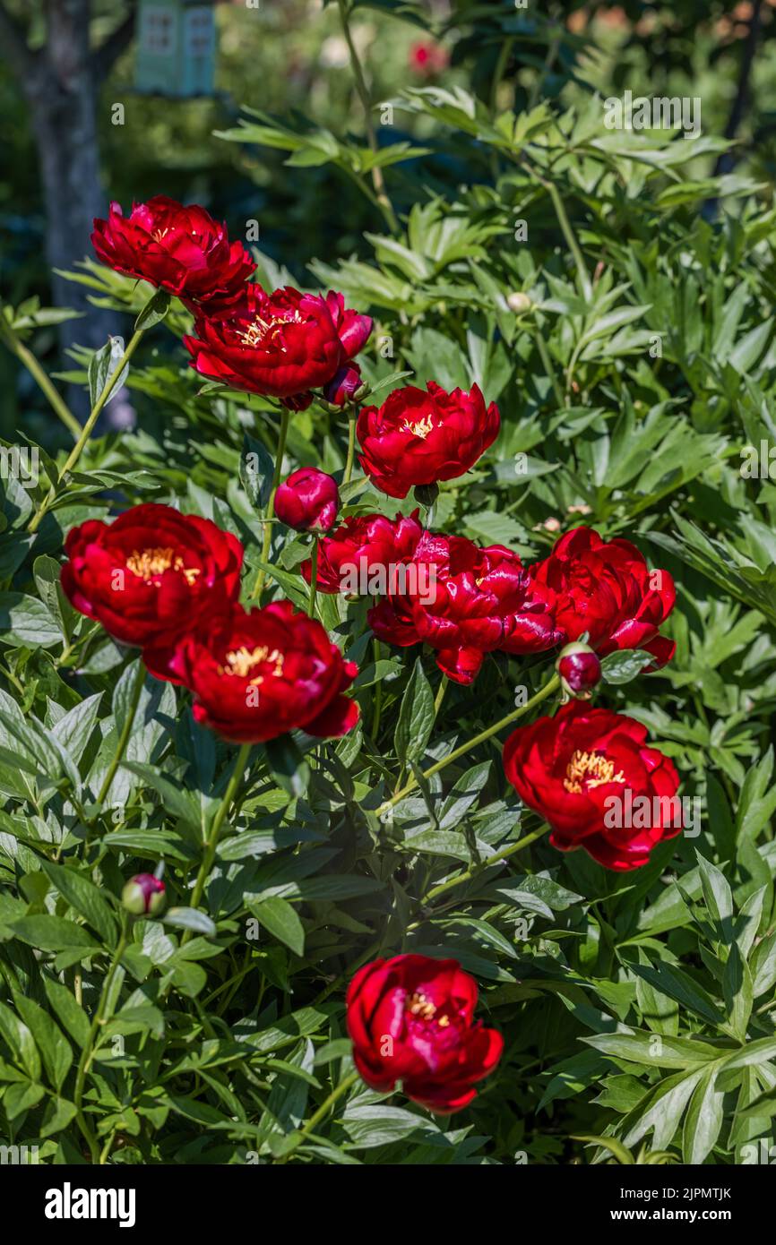 Paeonia Buckeye Belle flowers in garden. Paeonia lactiflora Chinese ...