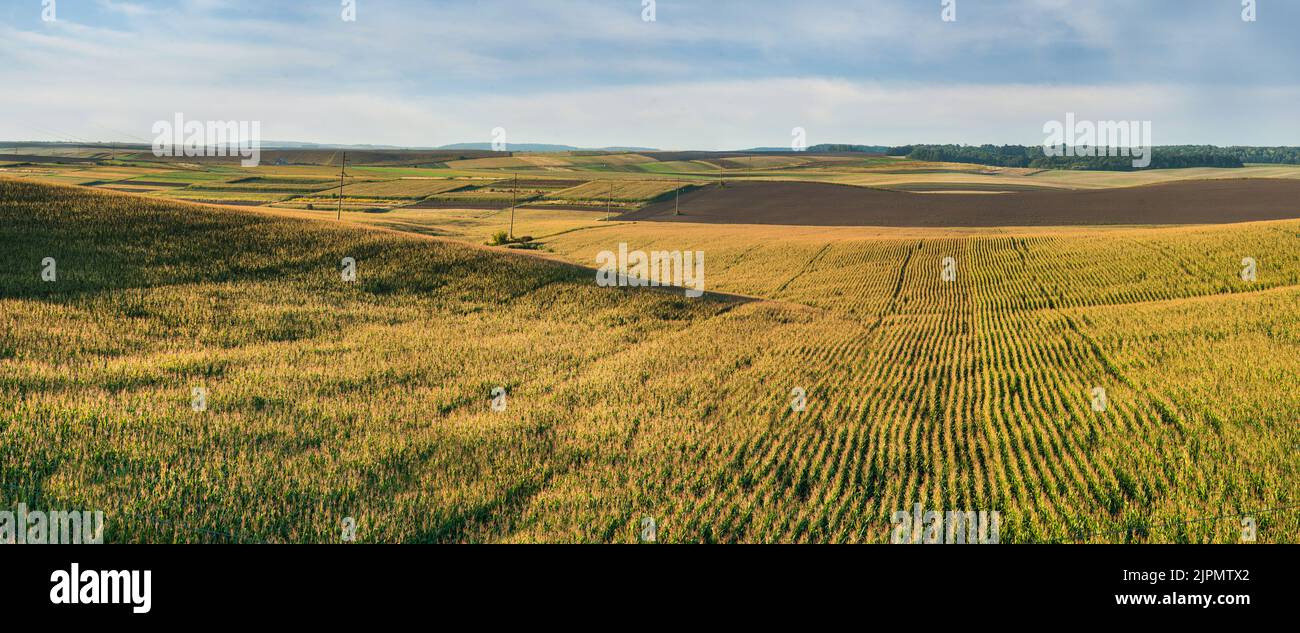 Corn field and barn on rolling hills in late summer sunlight Stock ...