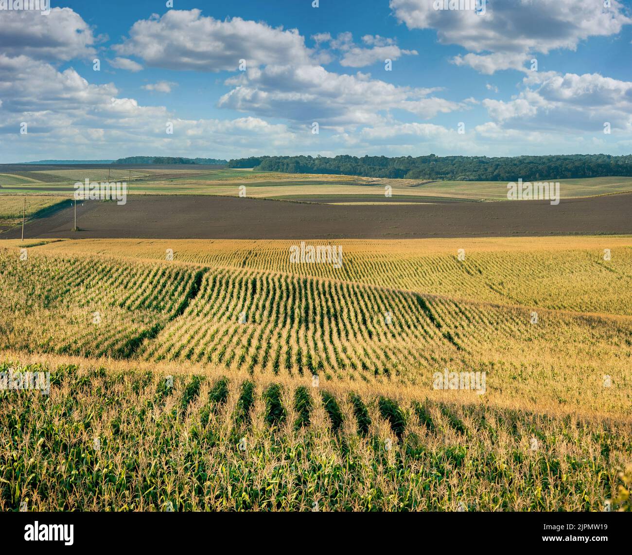 Corn field on hills under late summer sunlight, lines of rows Stock ...