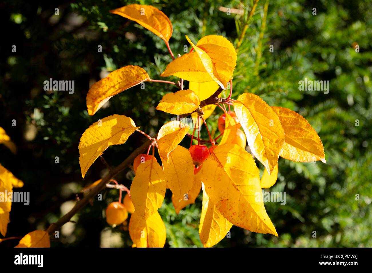 Ornamental apple tree hi-res stock photography and images - Alamy