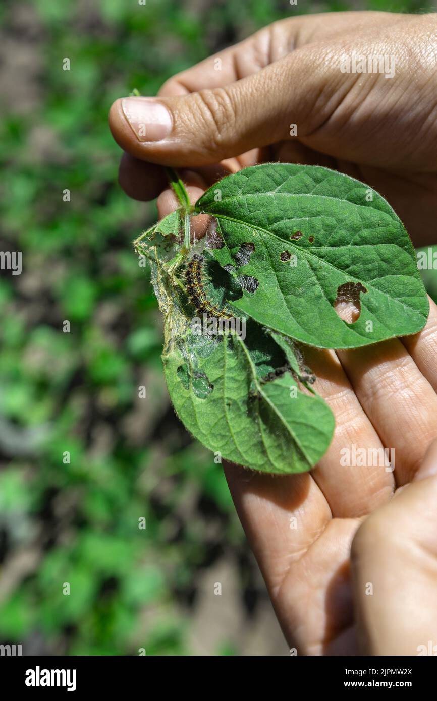 A farmer's hand shows a damaged soybean leaf with Vanessa cardui ...