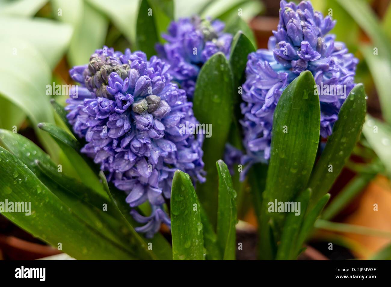 Blue hyacinth blooms in a garden in April. Hyacinthus orientalis Stock ...