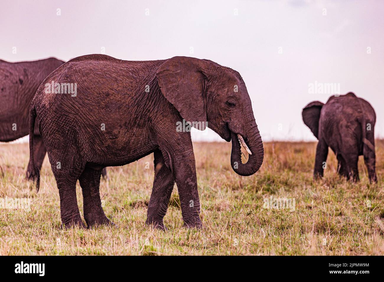 African elephants are members of the genus Loxodonta comprising two ...