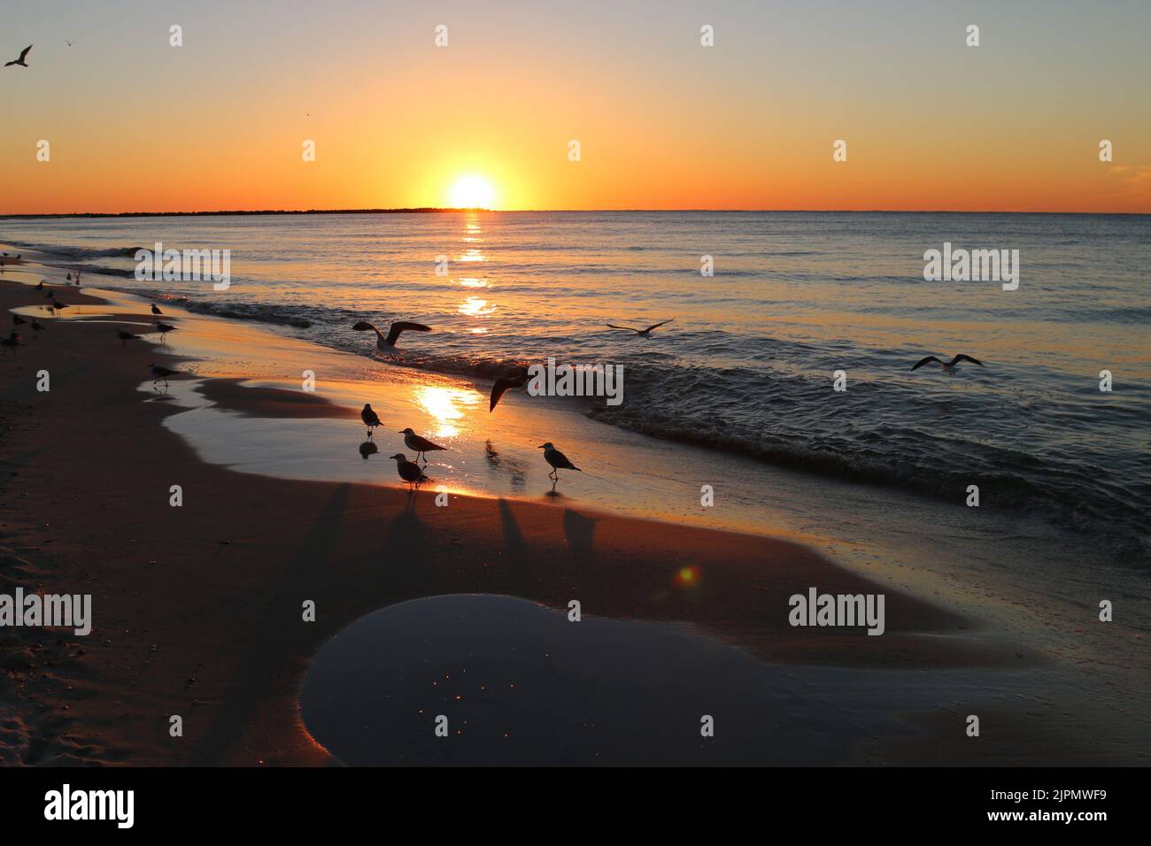 The shorebirds by the beach at sunset Stock Photo - Alamy