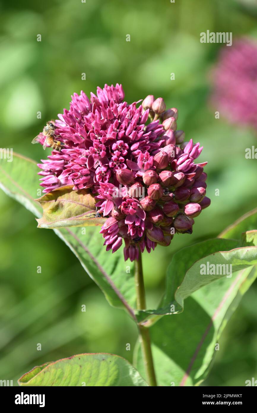 Bee pollinating a pink common milkweed flower blossom in a garden Stock ...