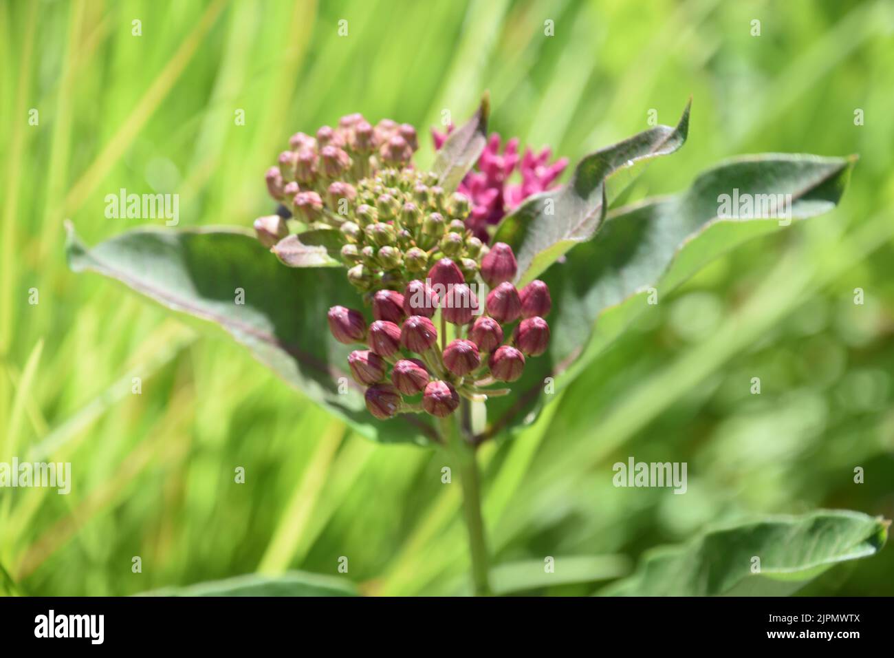Pretty budding pink common milkweed flower blossom blooming in a garden ...