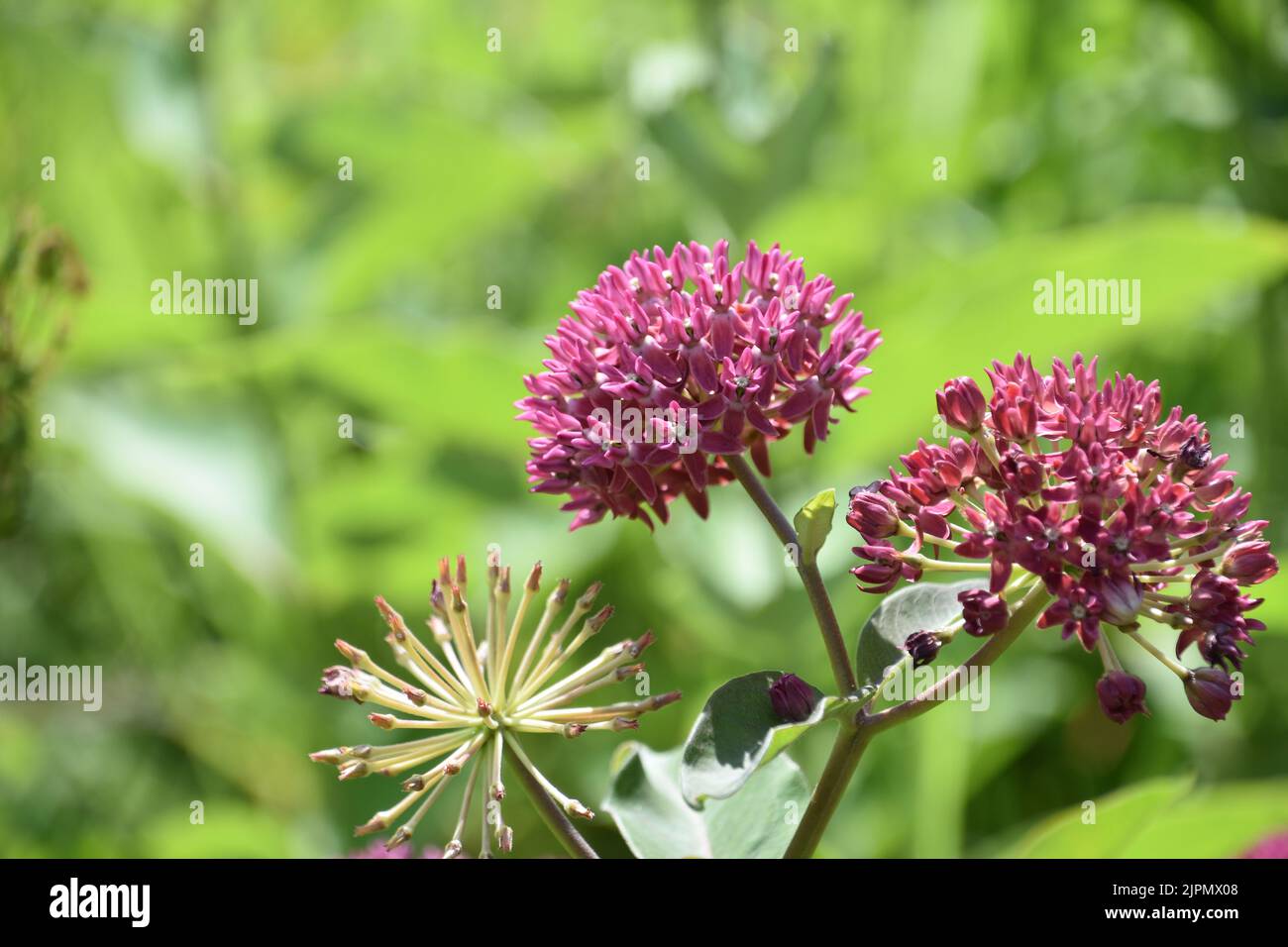 Pink milkweed plant blooming and flowering in a garden during the ...