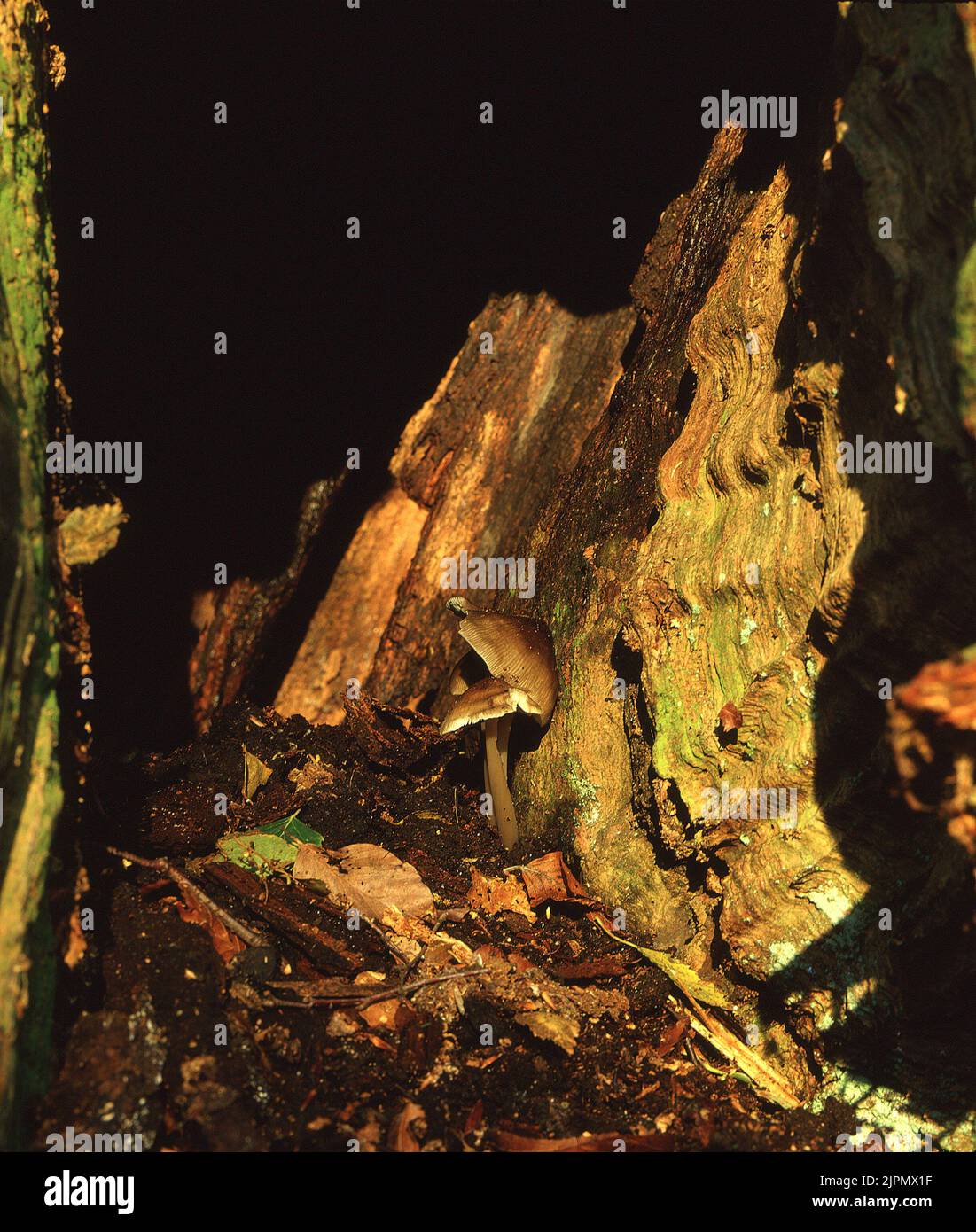 Dead tree trunk base hi-res stock photography and images - Alamy