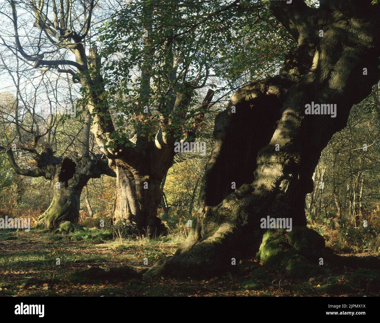 Three ancient oaks, Burnham Beeches, Buckinghamshire, UK Stock Photo ...
