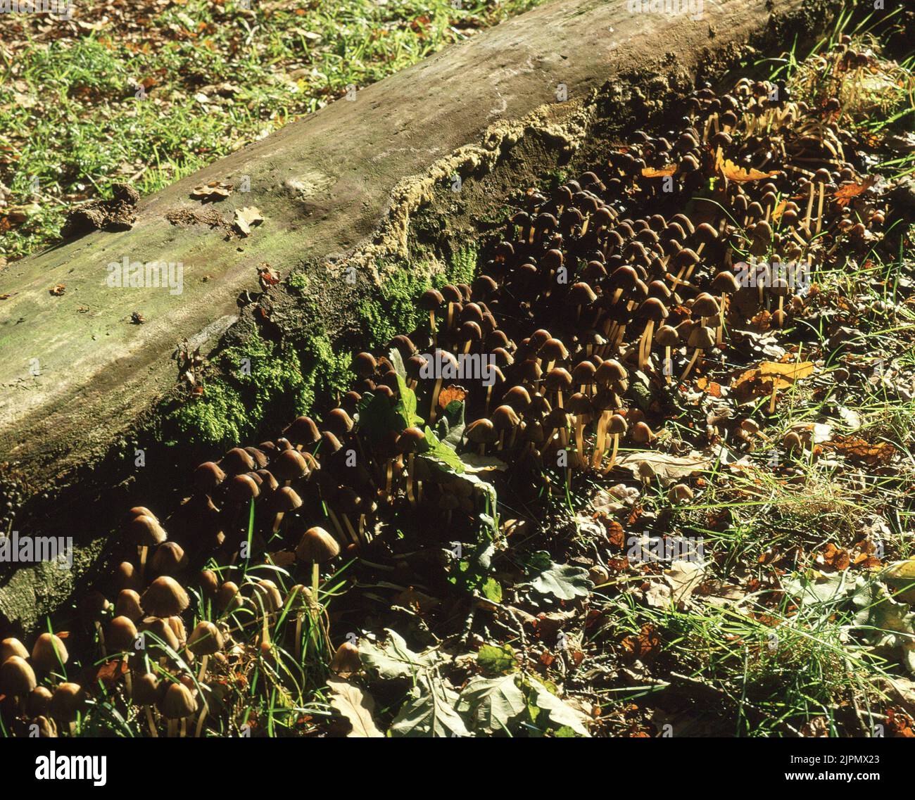 Ground fungi colony hi-res stock photography and images - Alamy