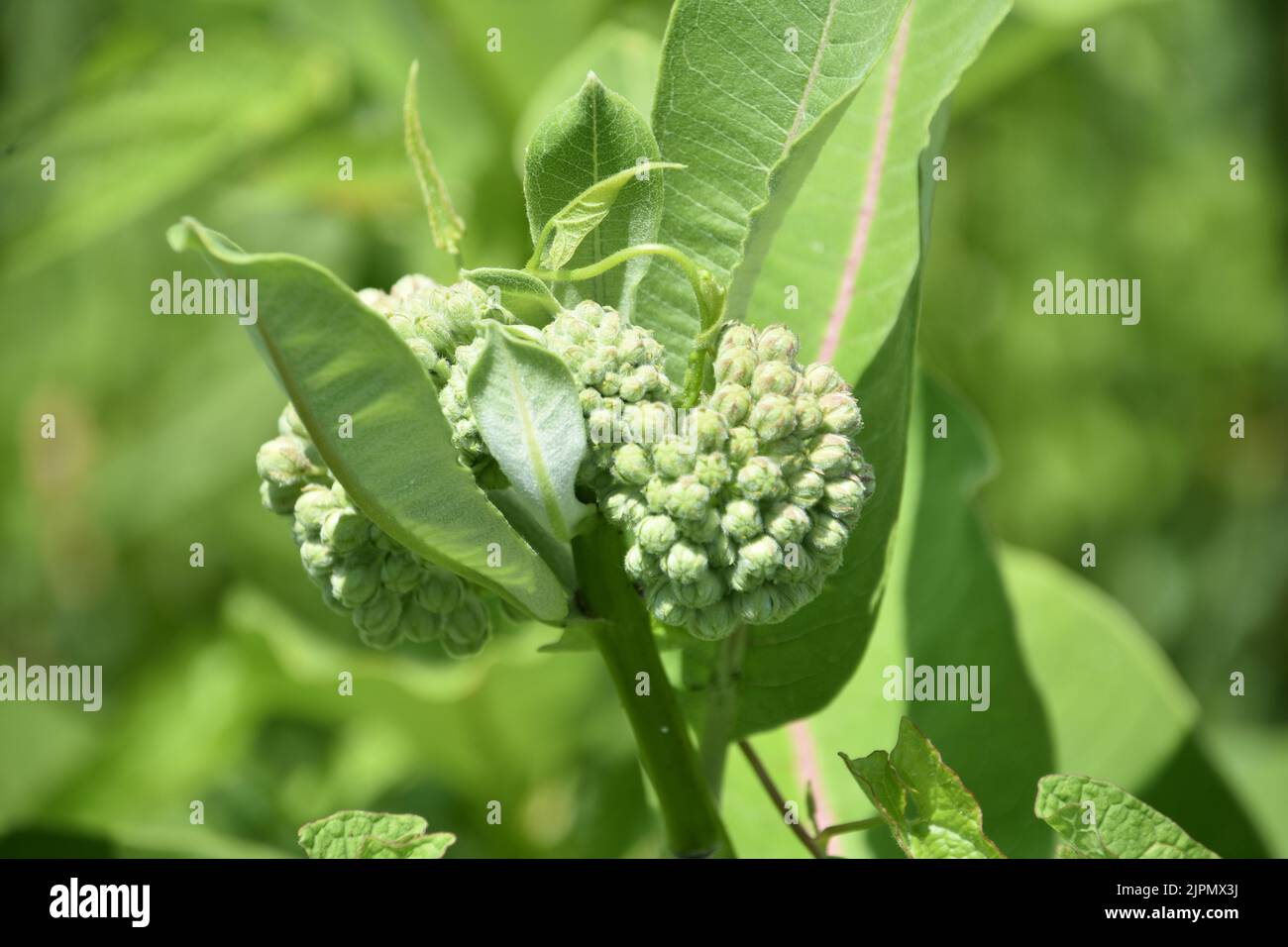 Cluster of green buds on a milk weed plant in a garden Stock Photo - Alamy