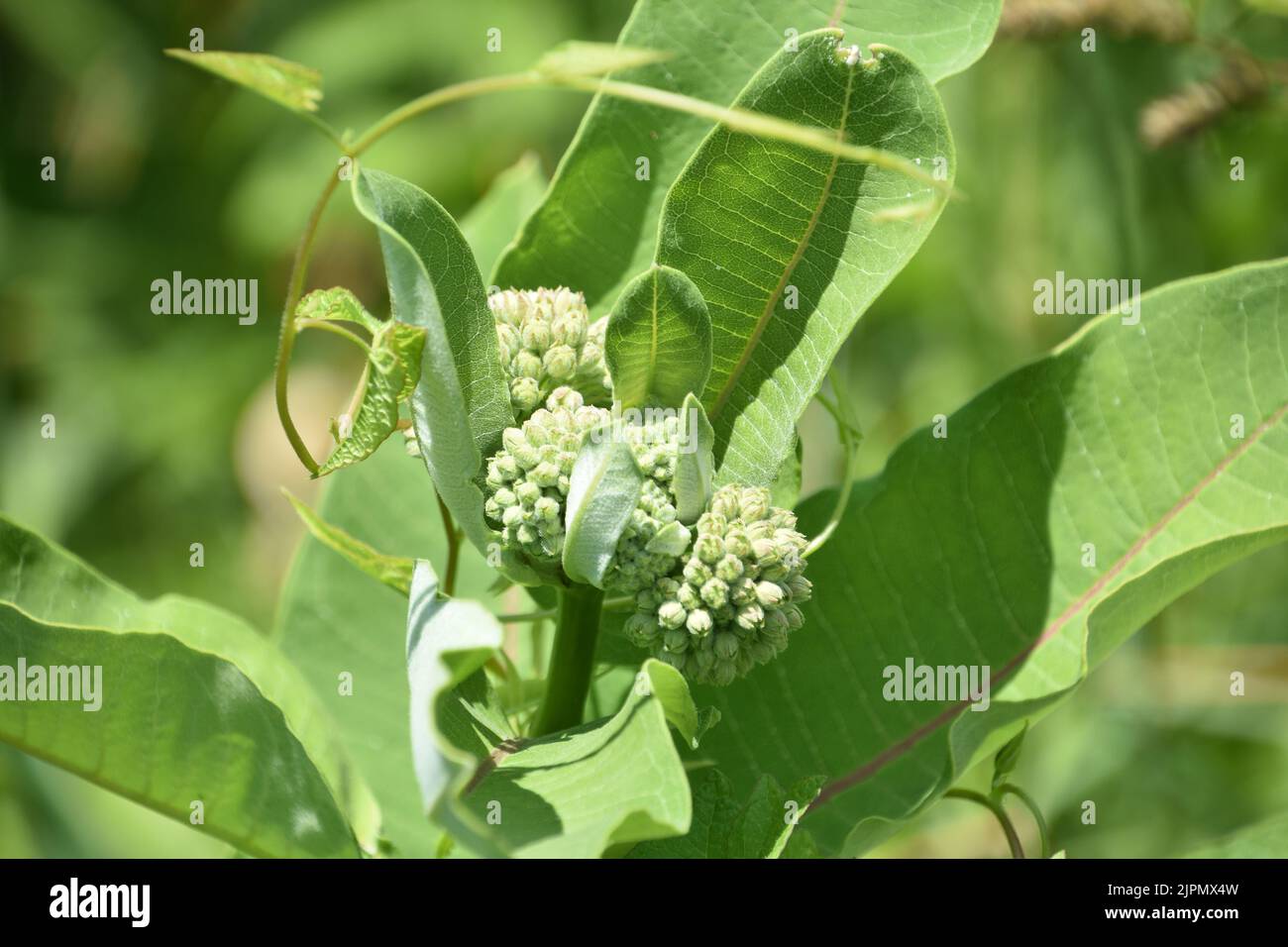 Pretty green trio of budding milkweed plants in a garden ready to bloom ...