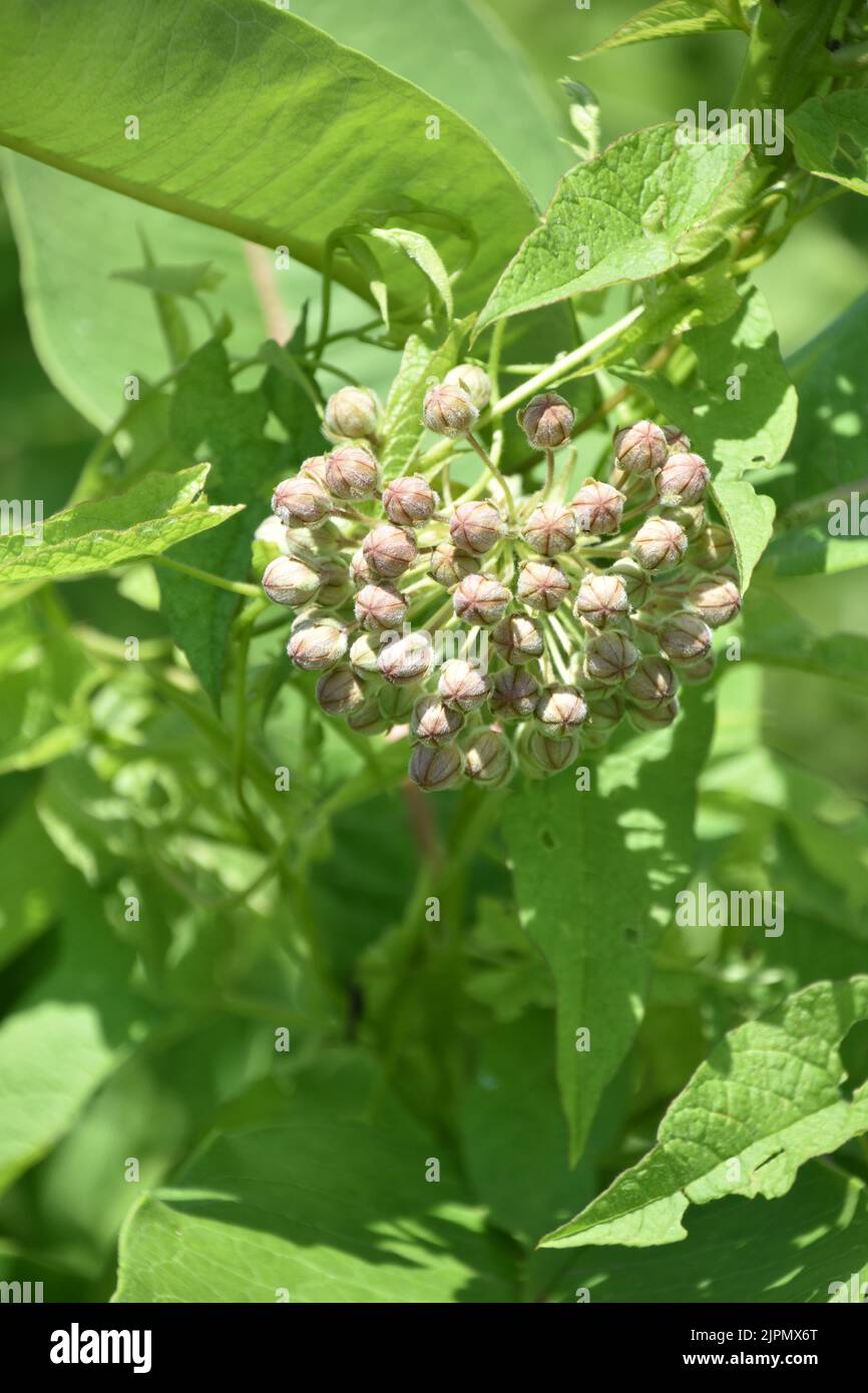 Pretty cluster of flower buds on a common milkweed plant in a garden ...