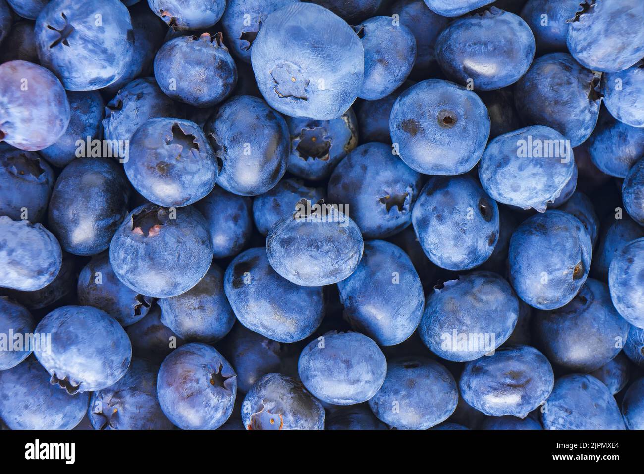 Fresh blueberry background. Texture of blueberry berries close up Stock ...