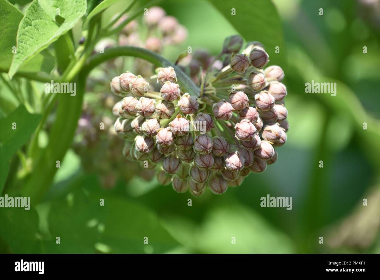 Beautiful cluster of flwoer buds on a milkweed plant in a garden Stock ...