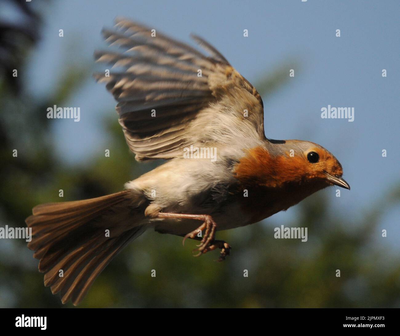 ROBIN IN FLIGHT AT, PORTCHESTER, HANTS PIC MIKE WALKER, 2011 Stock ...