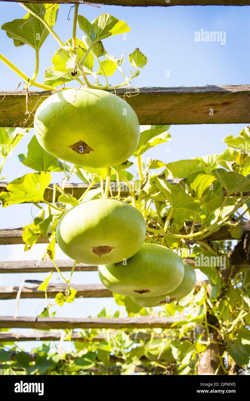 Calabash tree Tree of gourd and bottle gourd Stock Photo - Alamy
